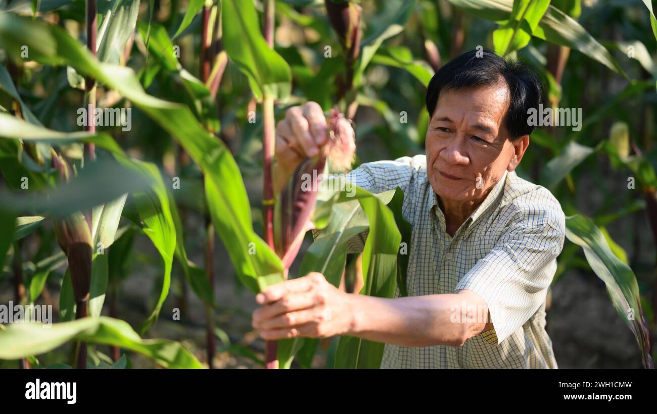 Senior farmer inspecting quality control of produce corn crop in the ...