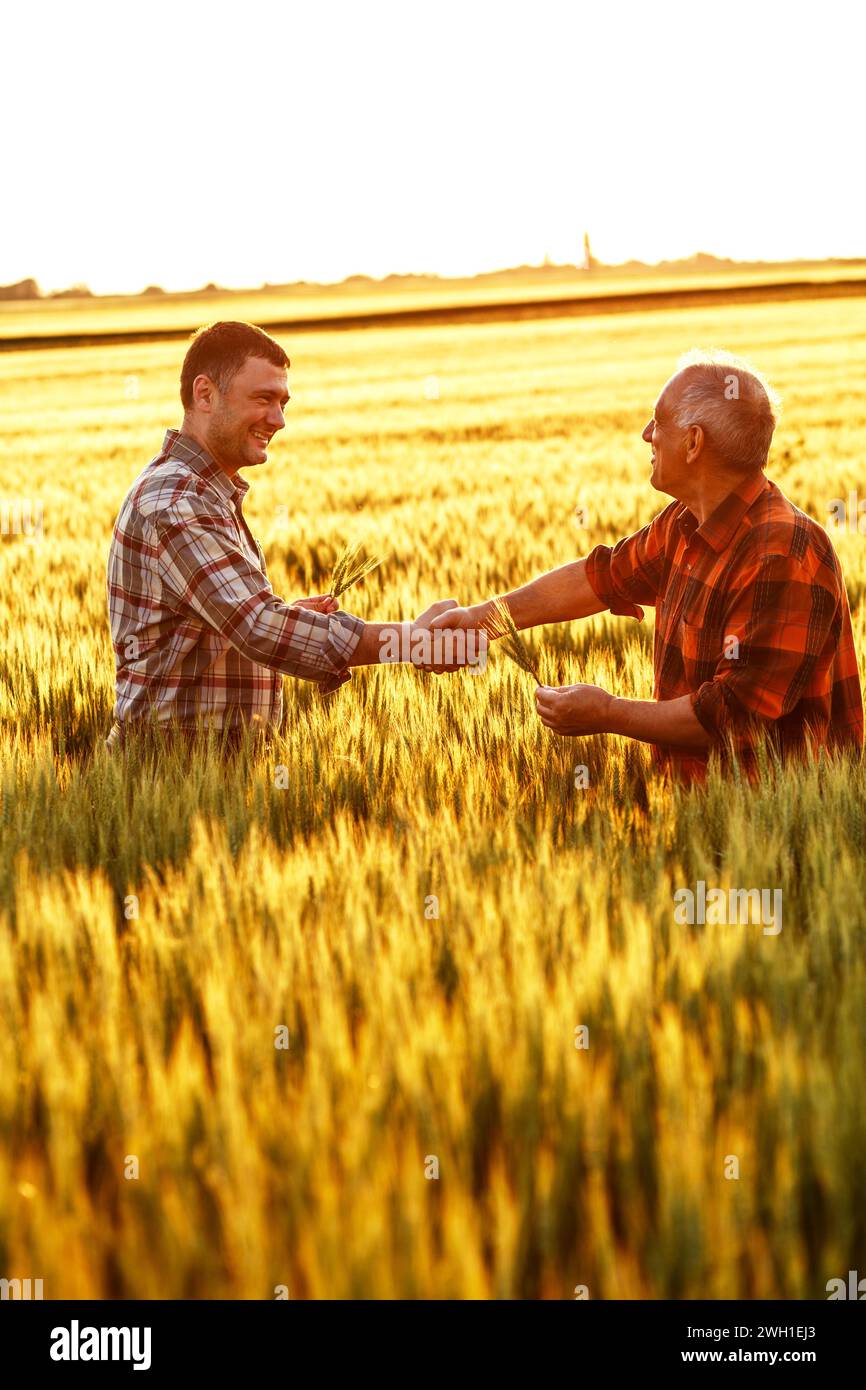 Two farmers in a field examining wheat crop Stock Photo - Alamy