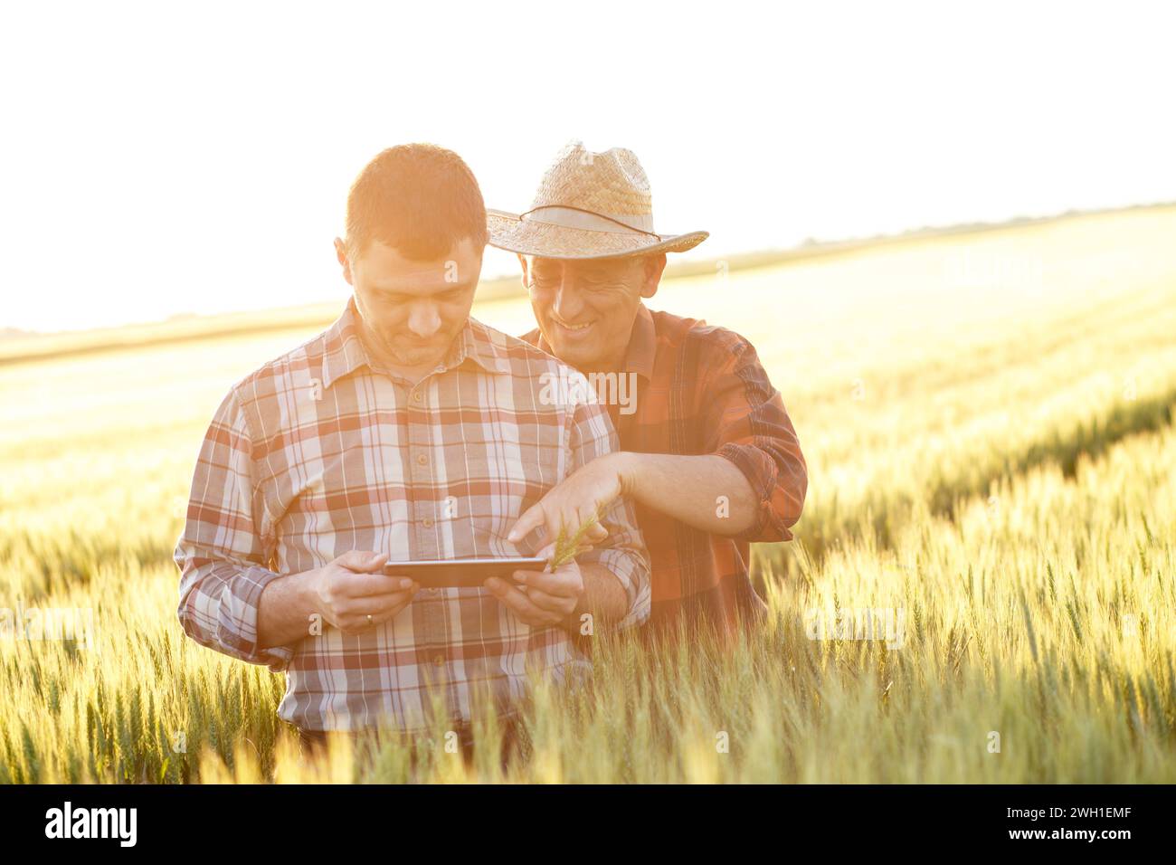 Two farmers in a field examining wheat crop with tablet Stock Photo - Alamy