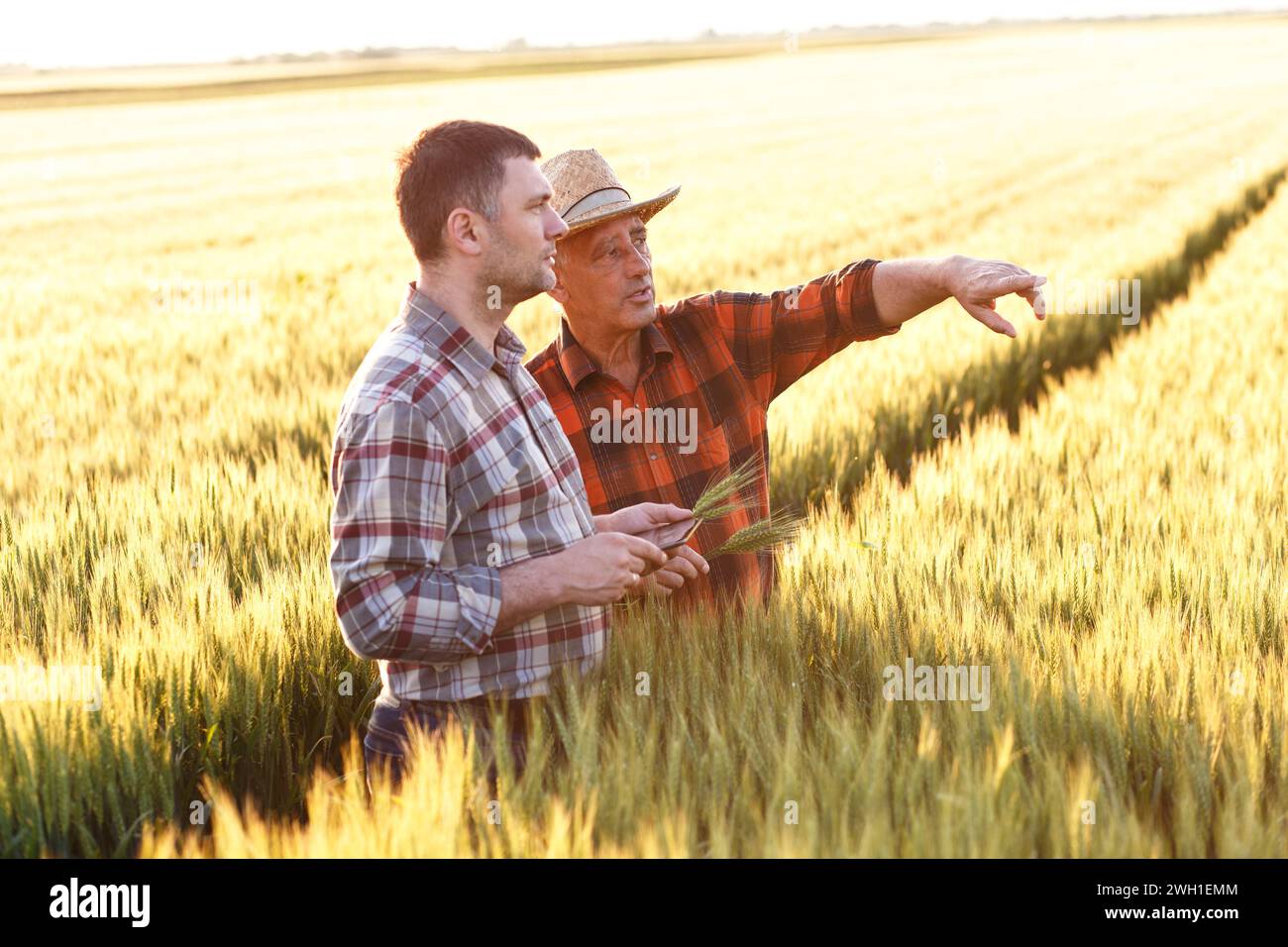 Two farmers in a field examining wheat crop Stock Photo - Alamy