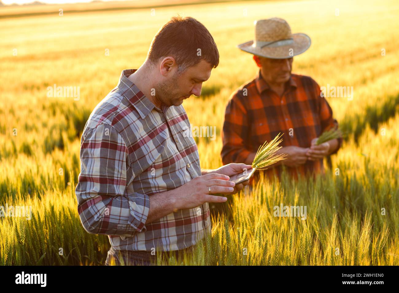Two farmers in a field examining wheat crop Stock Photo - Alamy