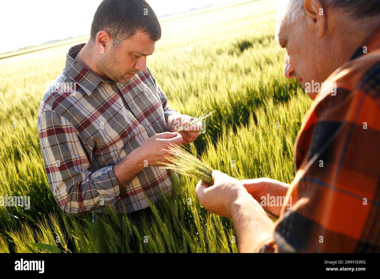 Wheat farmers and farming hi-res stock photography and images - Alamy