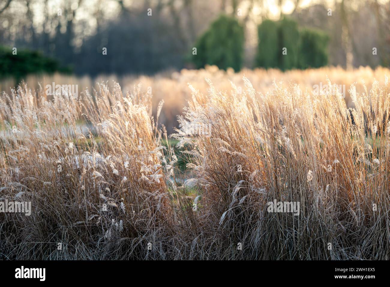 Beautiful dried ornamental grasses. Garden in autumn. Bokeh background Stock Photo - Alamy