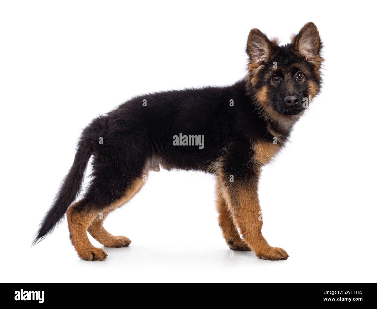 Cute German Shepherd dog puppy, standing side ways. Looking straight to ...