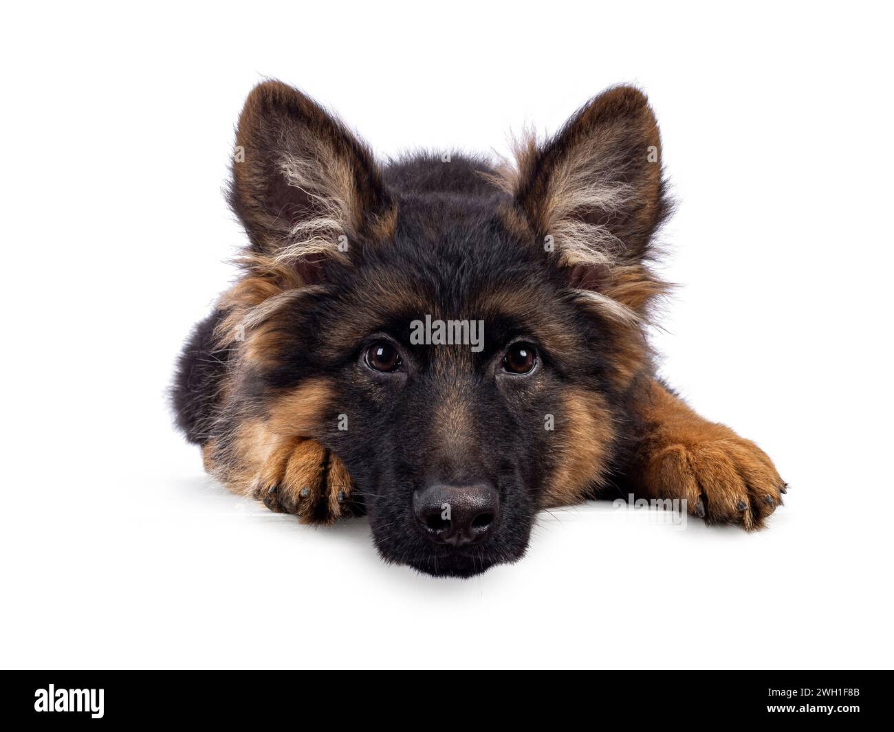 German shepherd head shot hi-res stock photography and images - Alamy