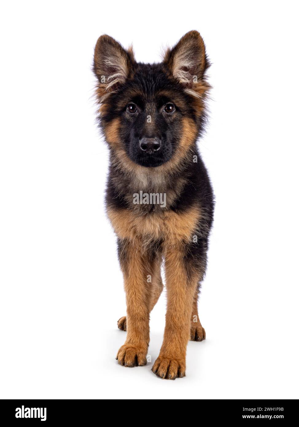 Cute German Shepherd dog puppy, standing facing front. Looking straight ...