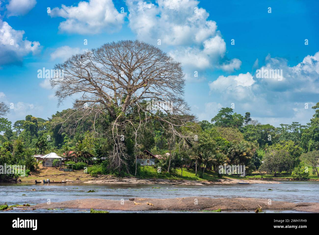 The natural and endemic life surrounding of the Surinam river Stock ...