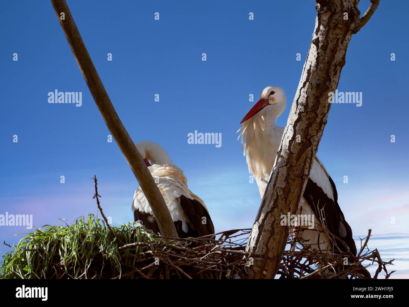 A couple of storks on the nest of branches at the top of a tree with a ...