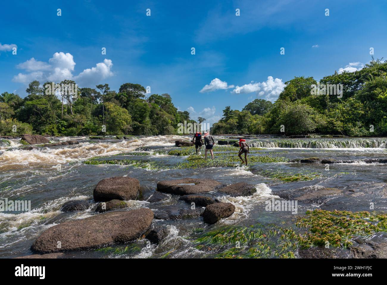 The natural and endemic life surrounding of the Surinam river Stock ...