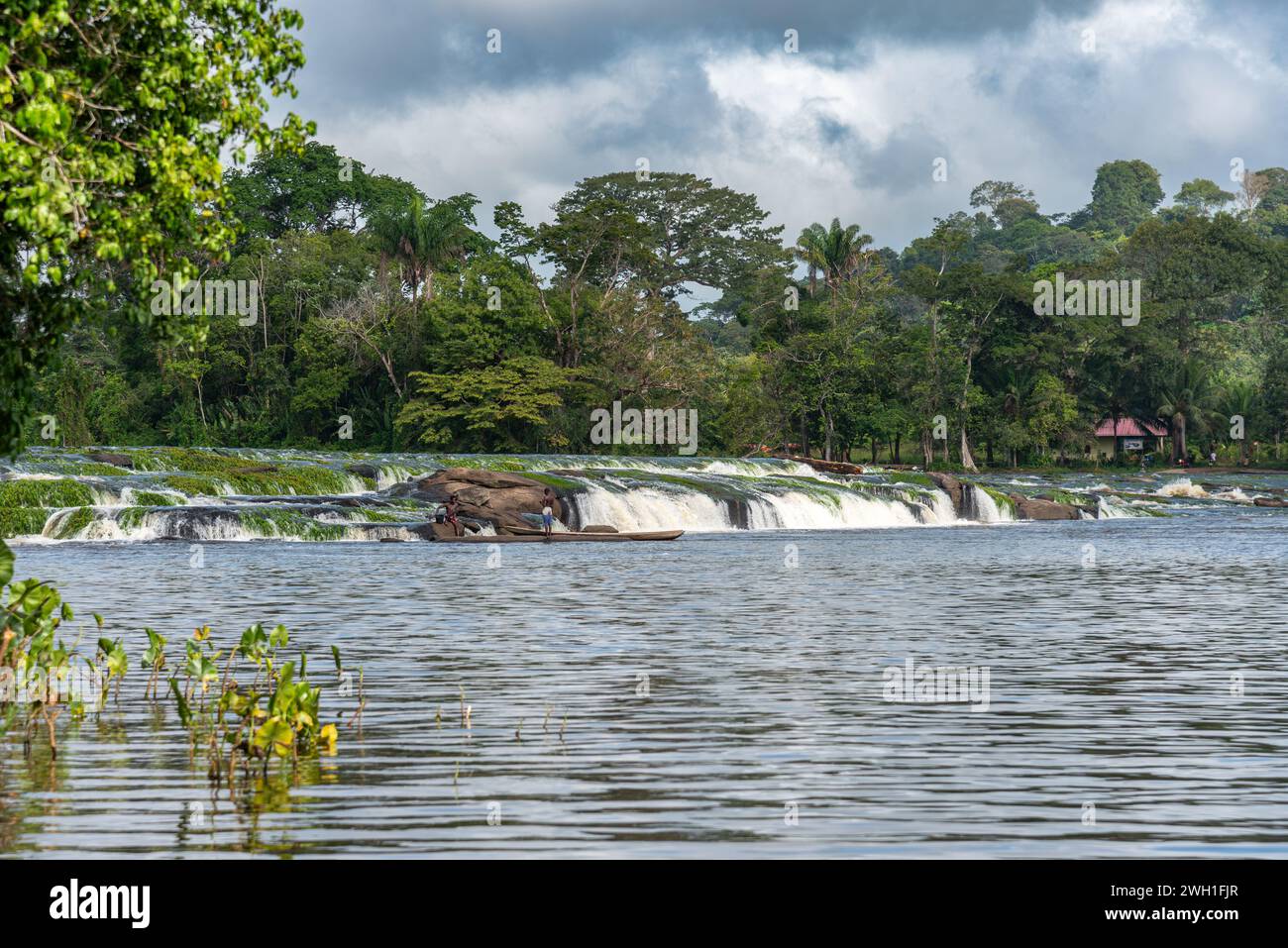 The natural and endemic life surrounding of the Surinam river Stock ...