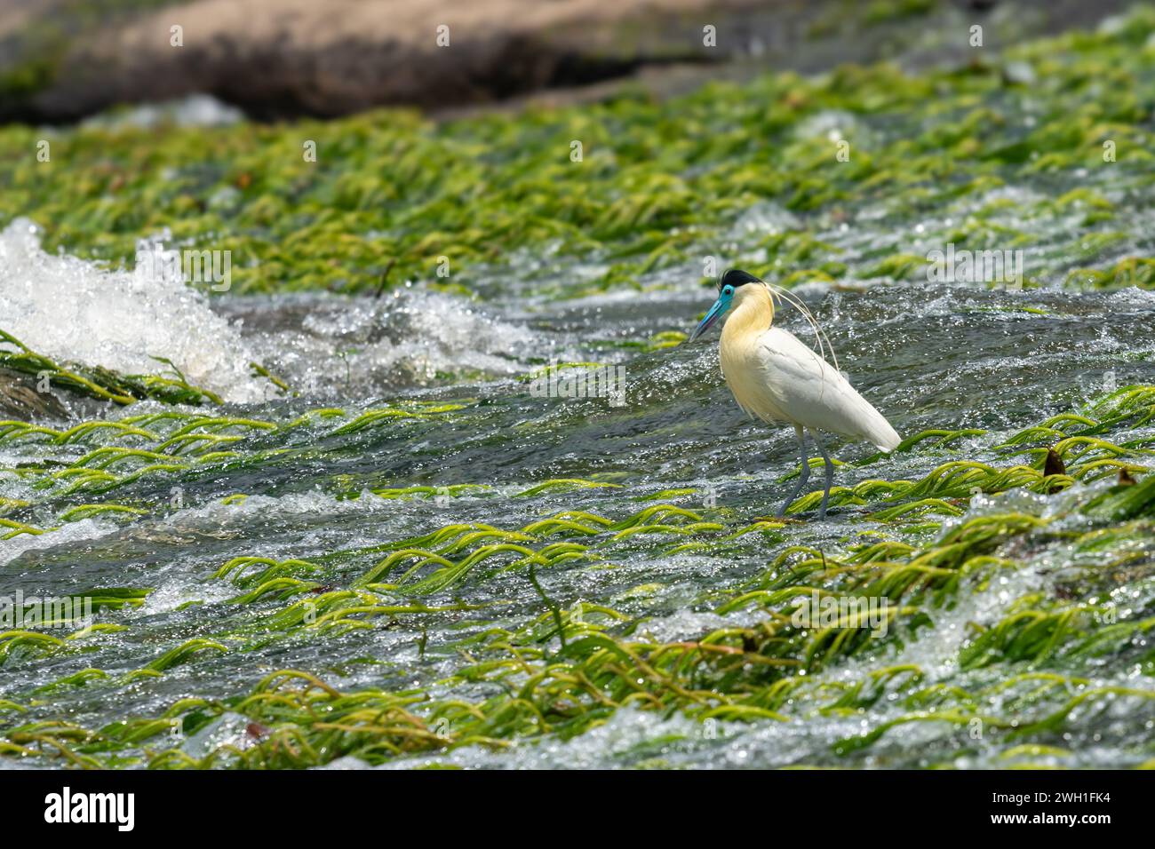 The natural and endemic life surrounding of the Surinam river Stock ...