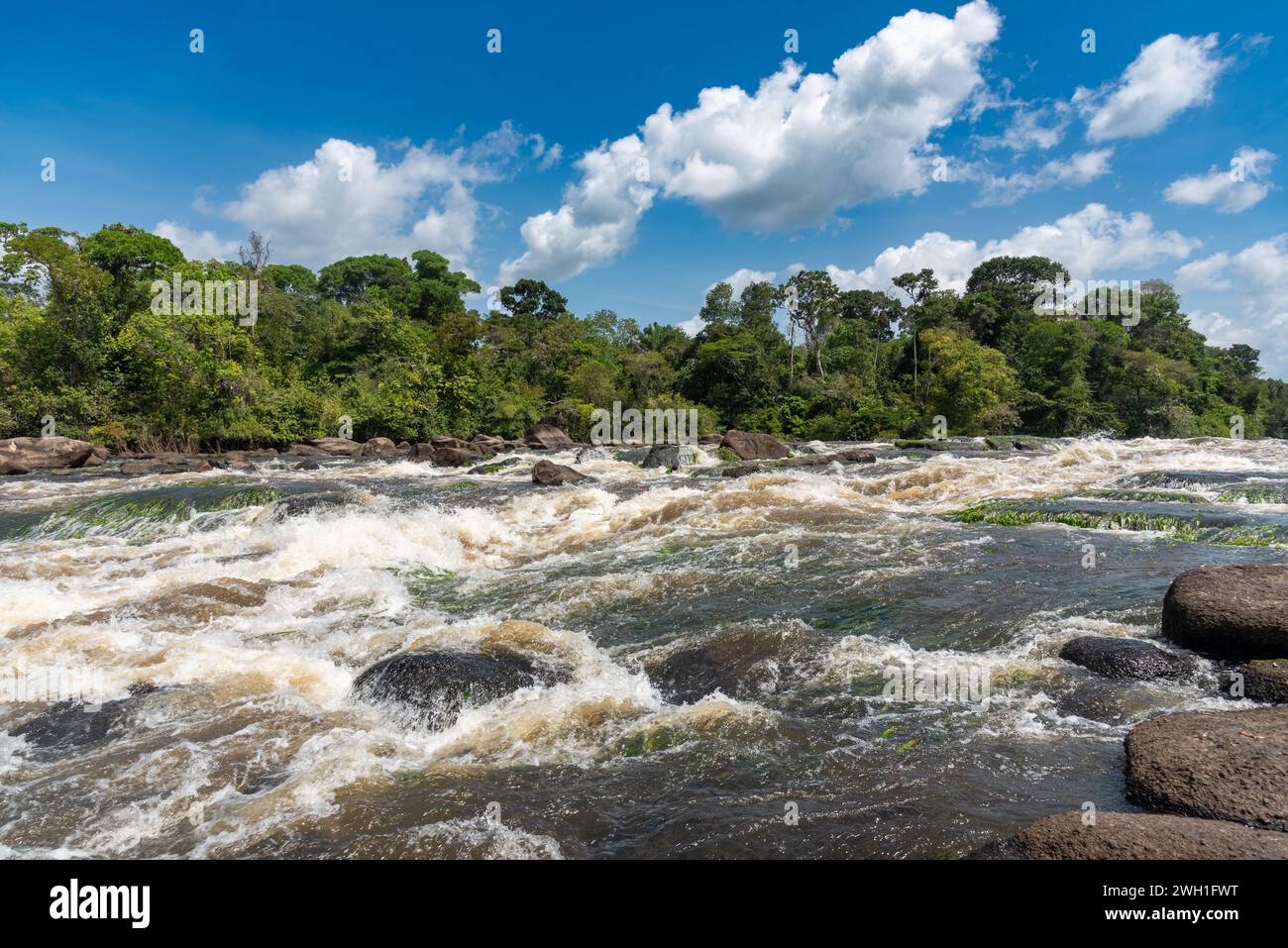 The natural and endemic life surrounding of the Surinam river Stock ...