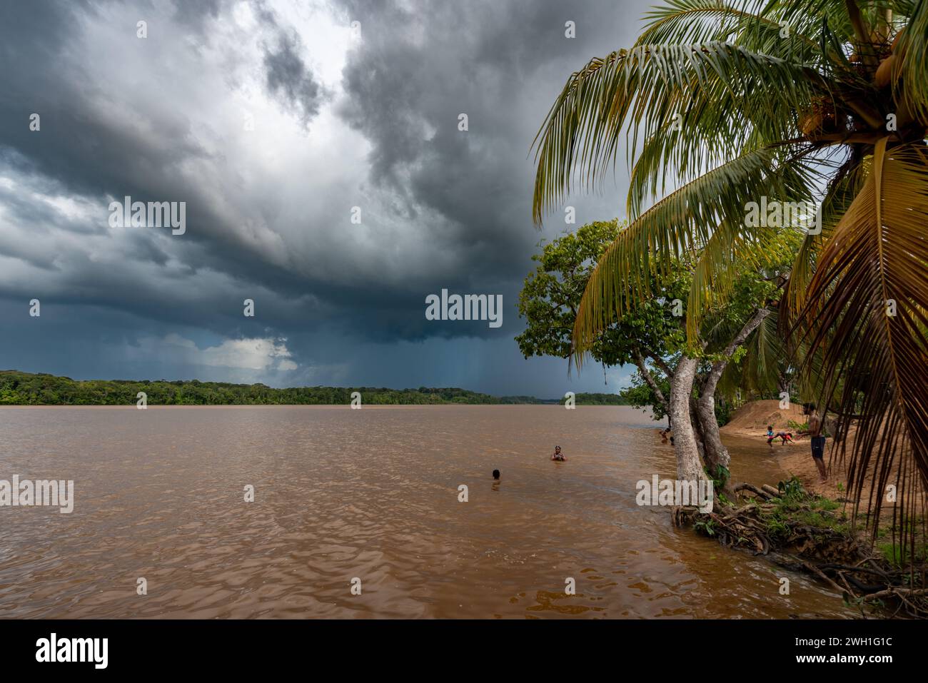 The natural and endemic life surrounding of the Surinam river Stock ...