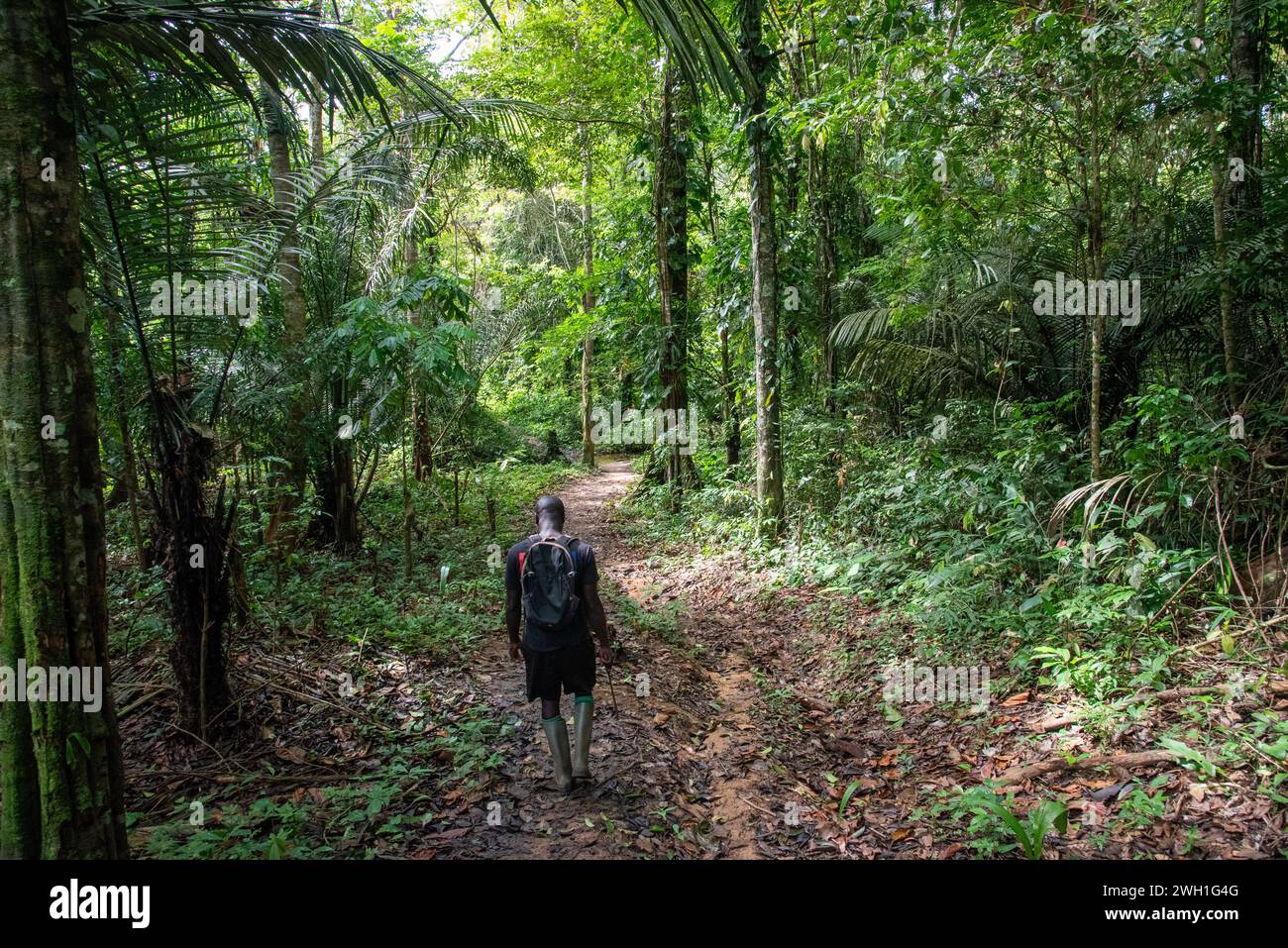 The natural and endemic life surrounding of the Surinam river Stock ...