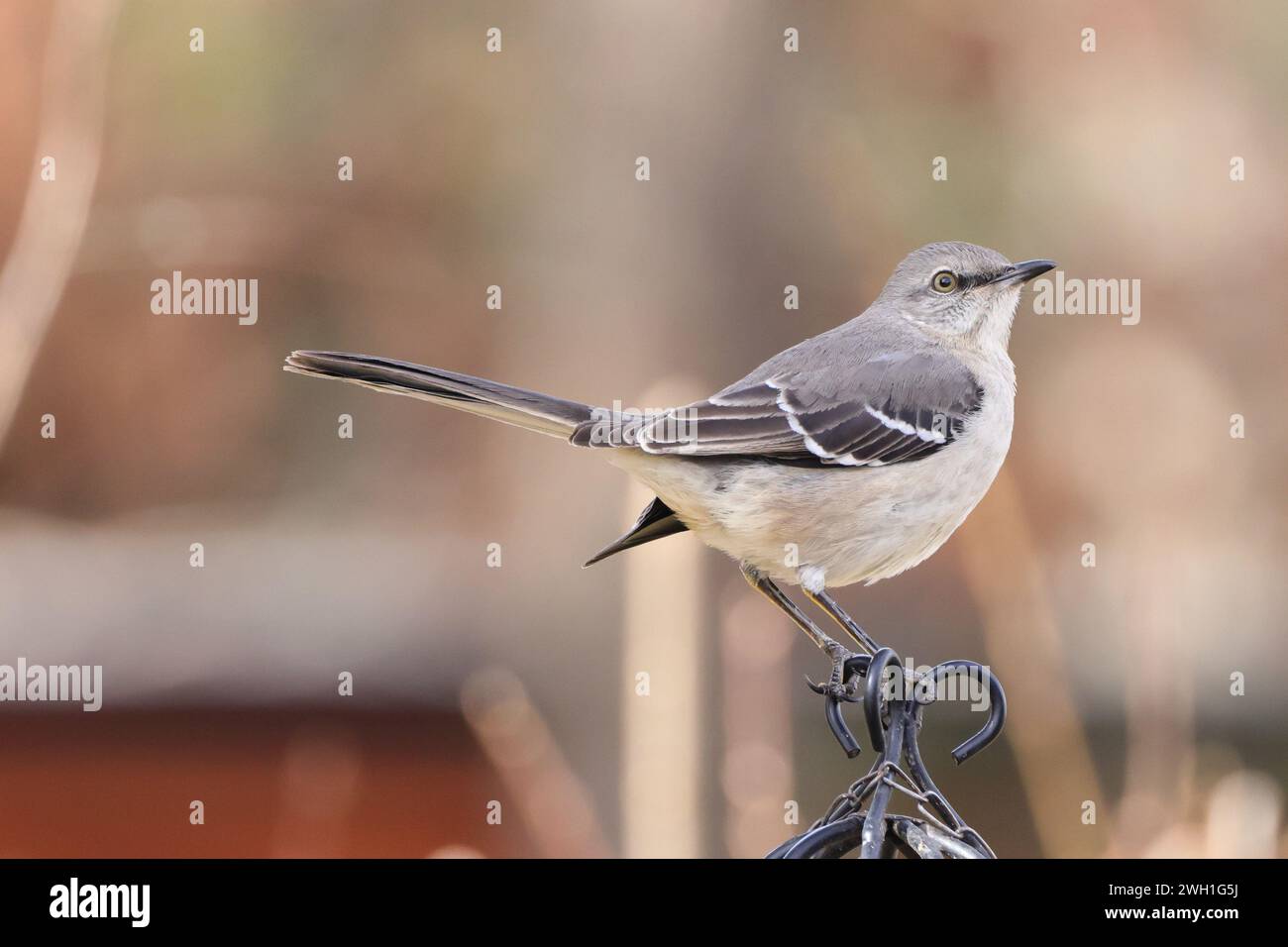 Mockingbird feathers hi-res stock photography and images - Alamy