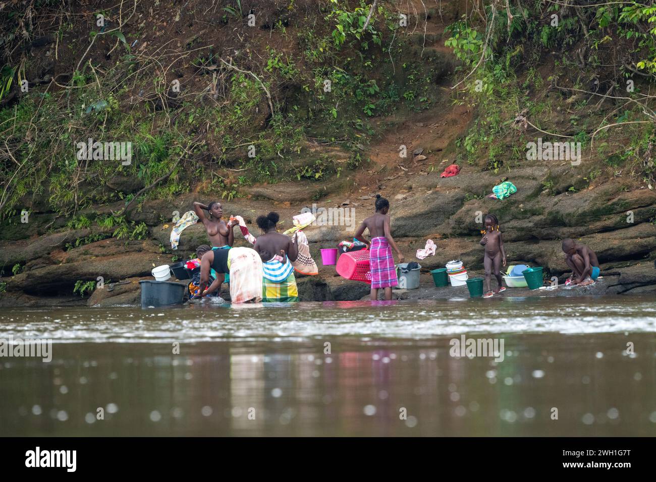 The natural and endemic life surrounding of the Surinam river Stock ...