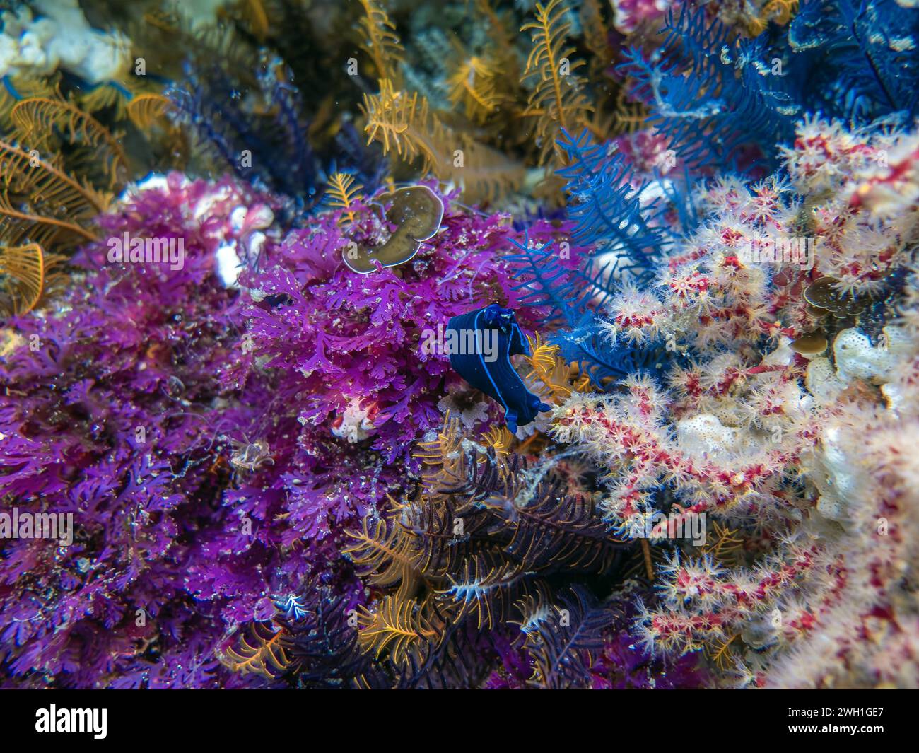 Nudibranch species hi-res stock photography and images - Alamy