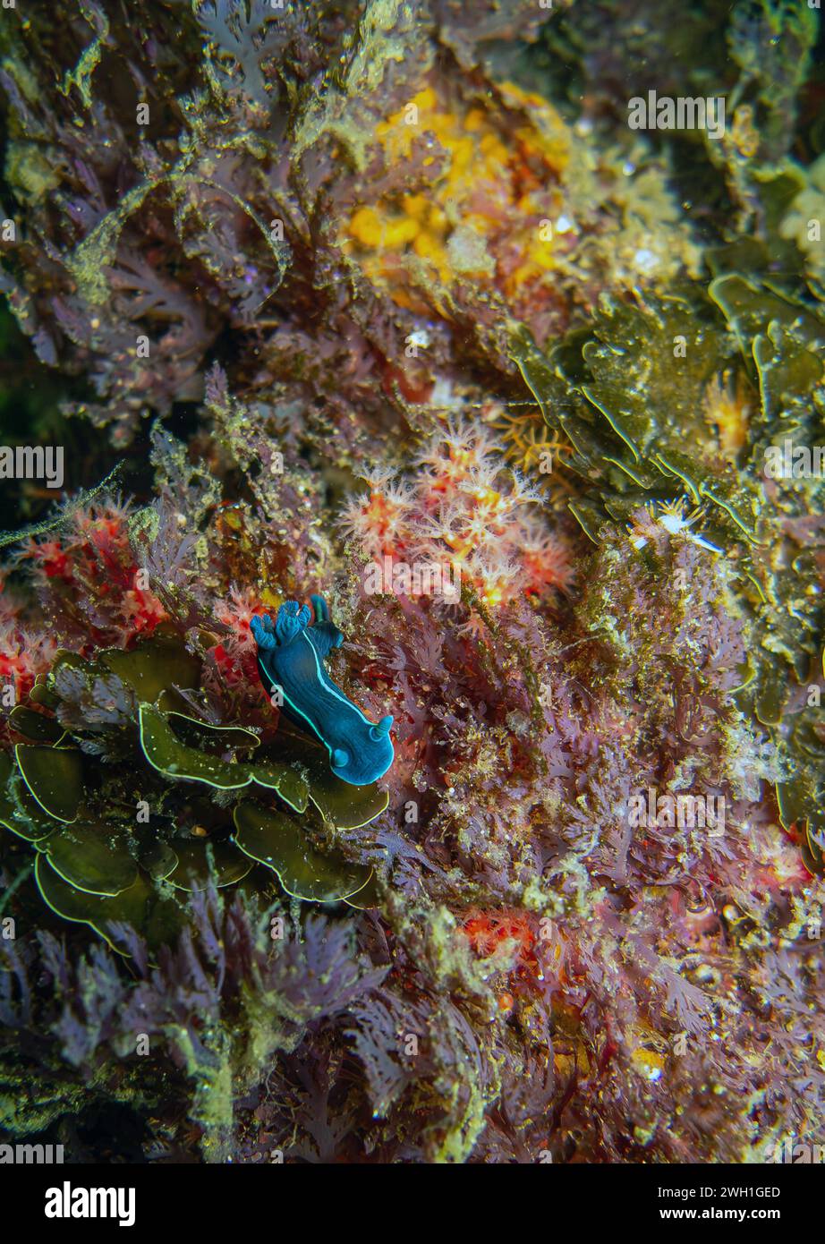 Nudibranch during a dive in Simon's town, cape town, south africa Stock ...