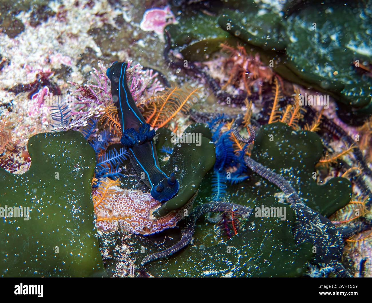 Nudibranch during a dive in Simon's town, cape town, south africa Stock ...