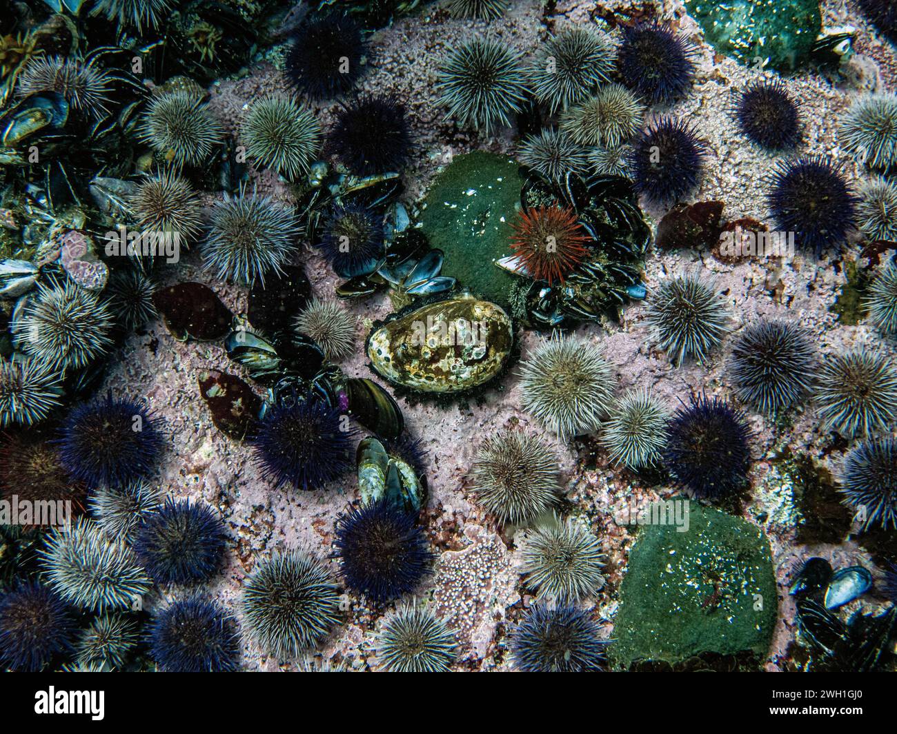 Abalones, sea urchins, underwater, dive, Simon's Town, Cape Town, South ...