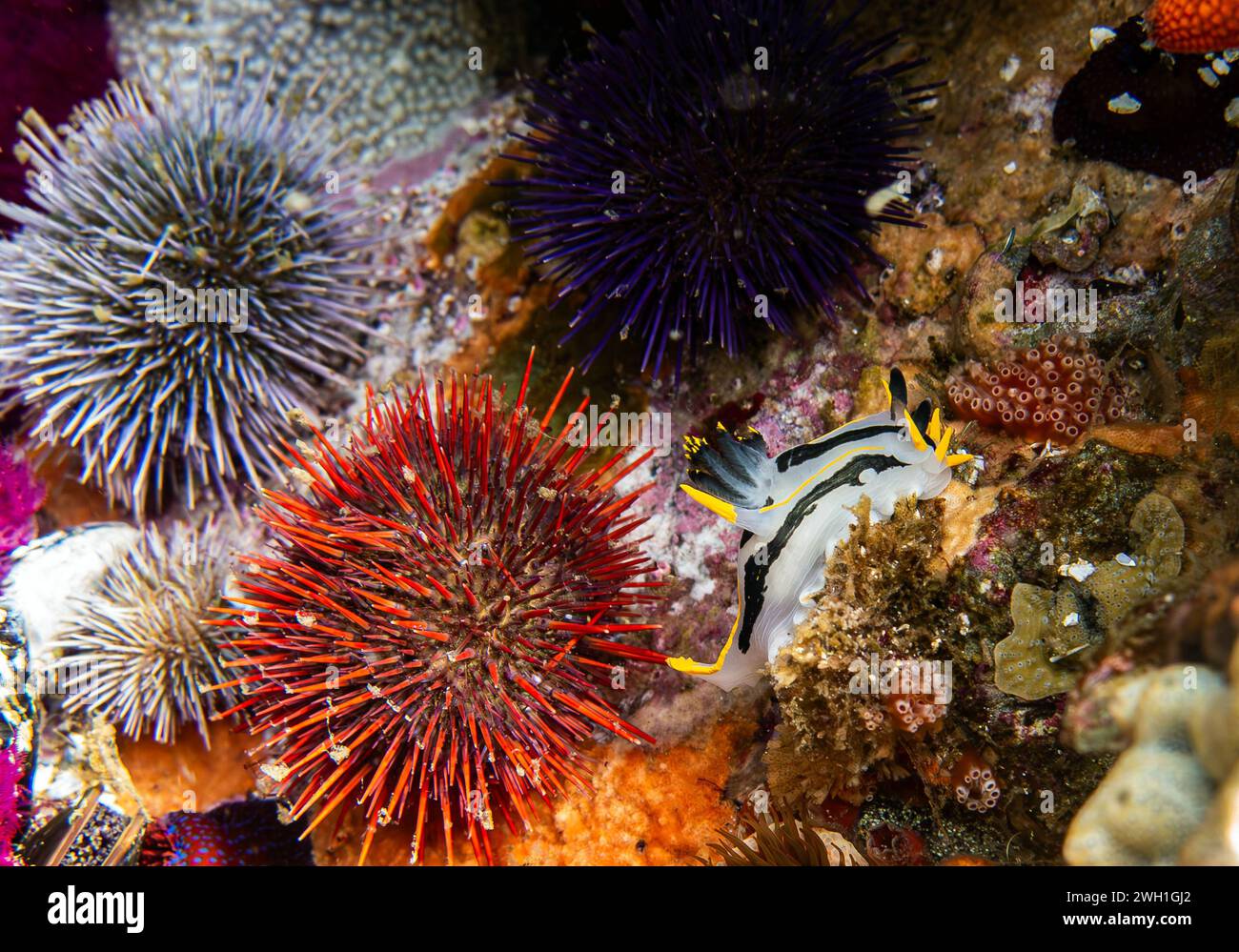 Nudibranch during a dive in Simon's town, cape town, south africa Stock ...