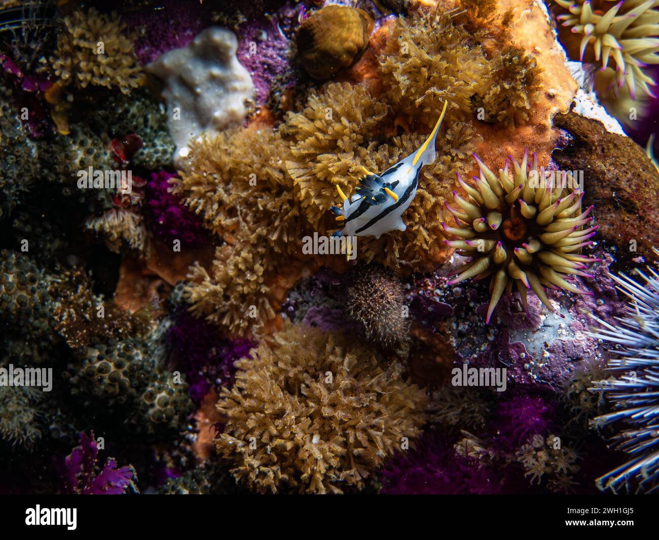 Nudibranch during a dive in Simon's town, cape town, south africa Stock ...