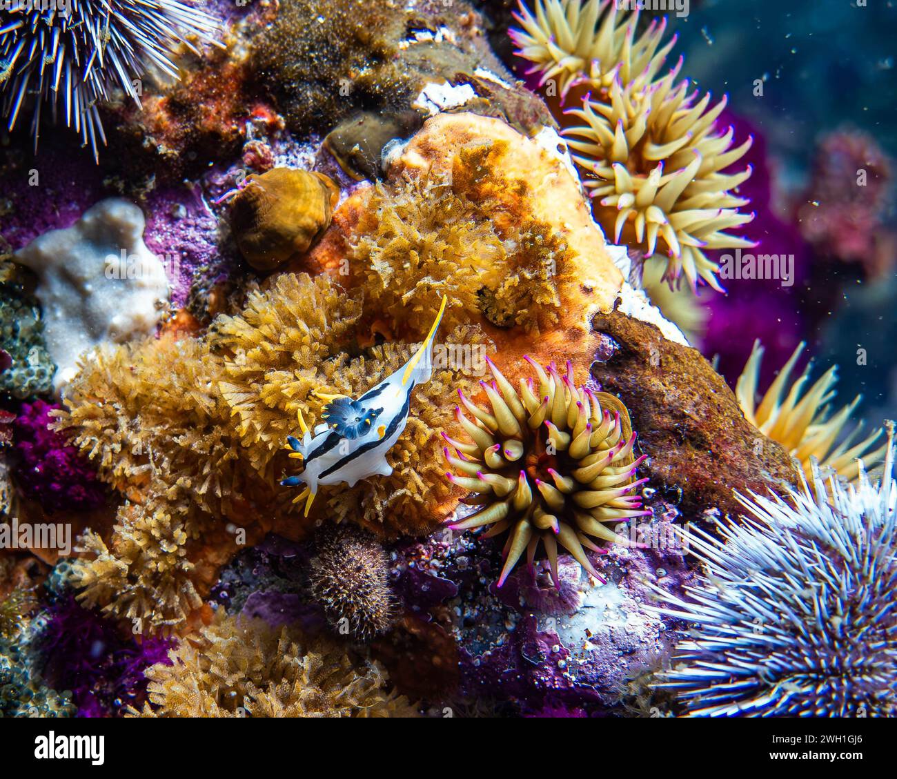 Nudibranch during a dive in Simon's town, cape town, south africa Stock ...