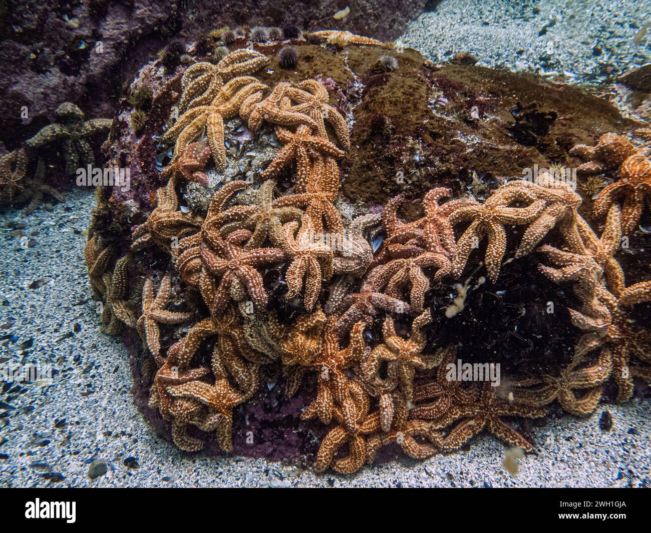 Starfish colony during a dive in Simon's town, Cape Town, South Africa ...