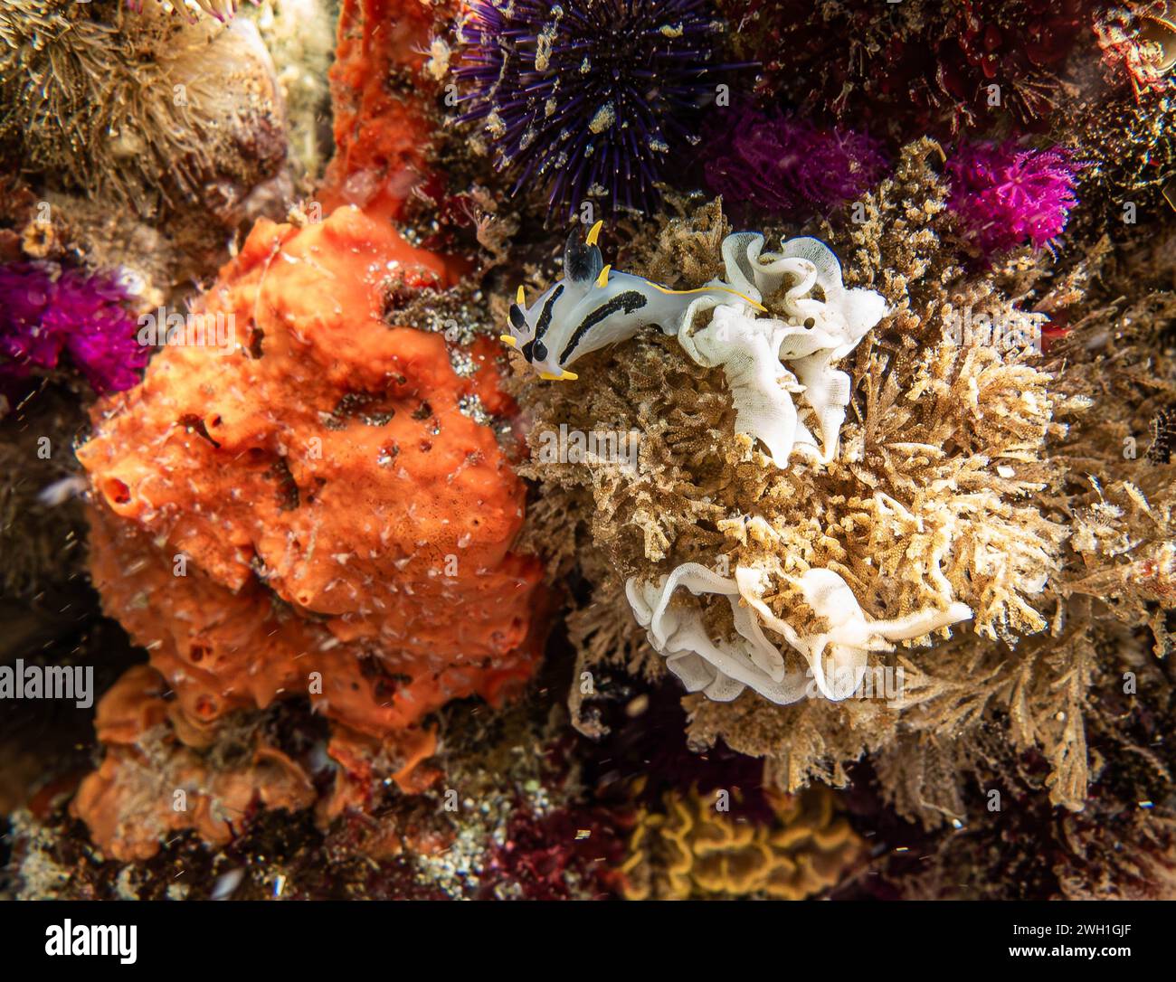 Nudibranch during a dive in Simon's town, cape town, south africa Stock ...