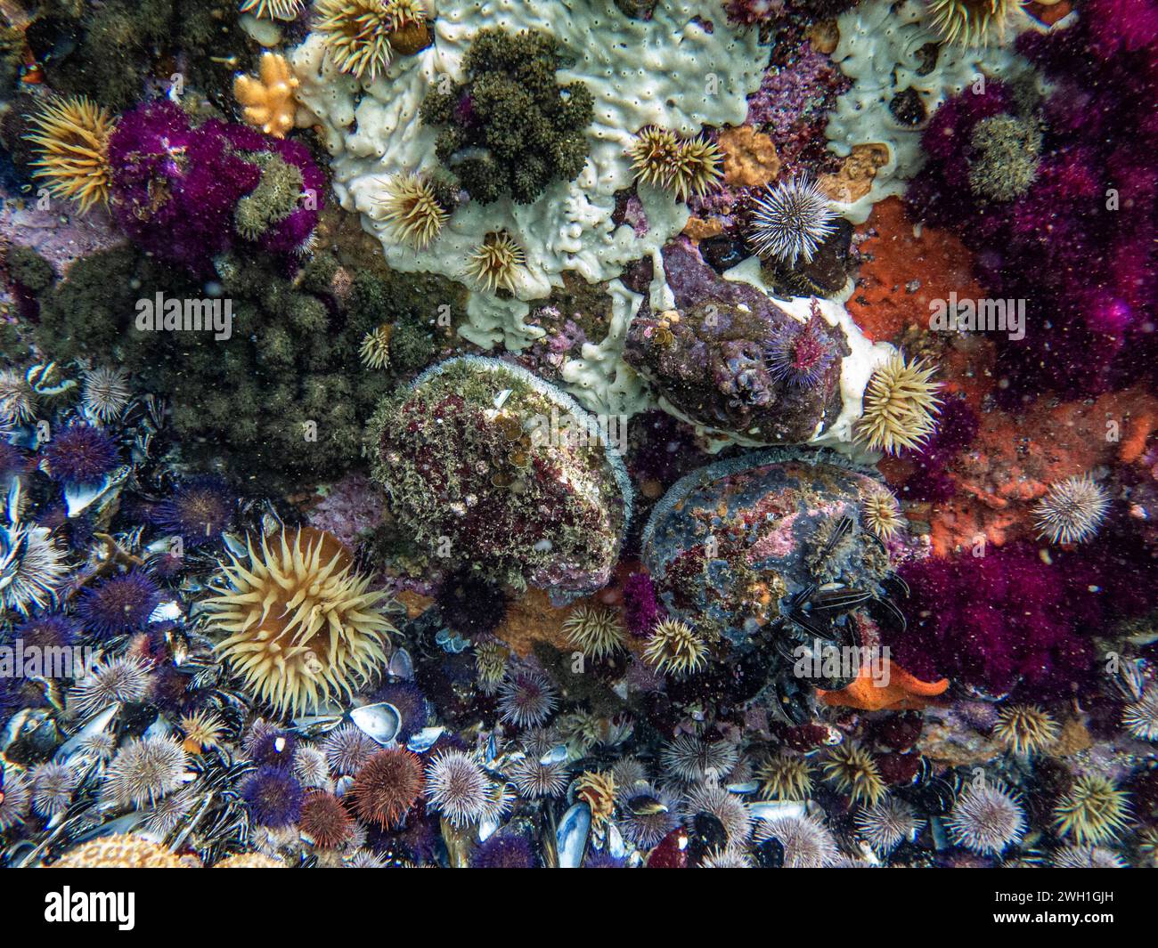 Abalones, sea urchins, underwater, dive, Simon's Town, Cape Town, South ...