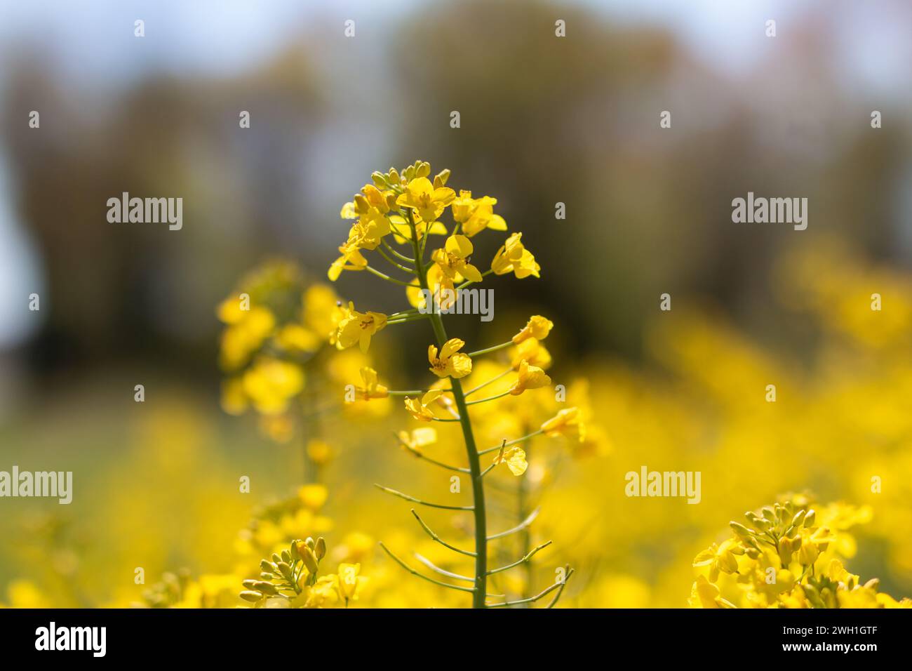Cerealier hi-res stock photography and images - Alamy