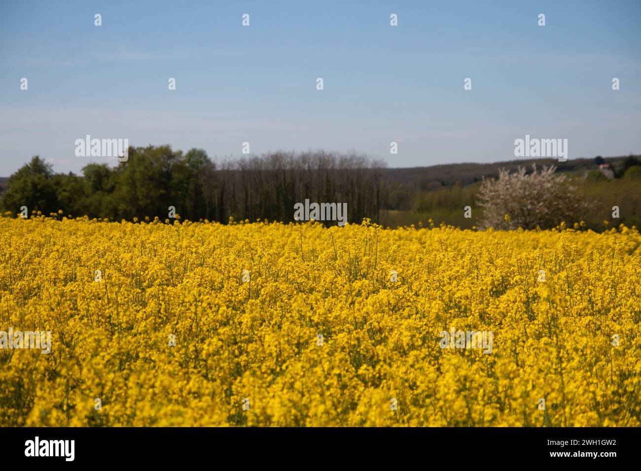 Culture de colza hi-res stock photography and images - Alamy