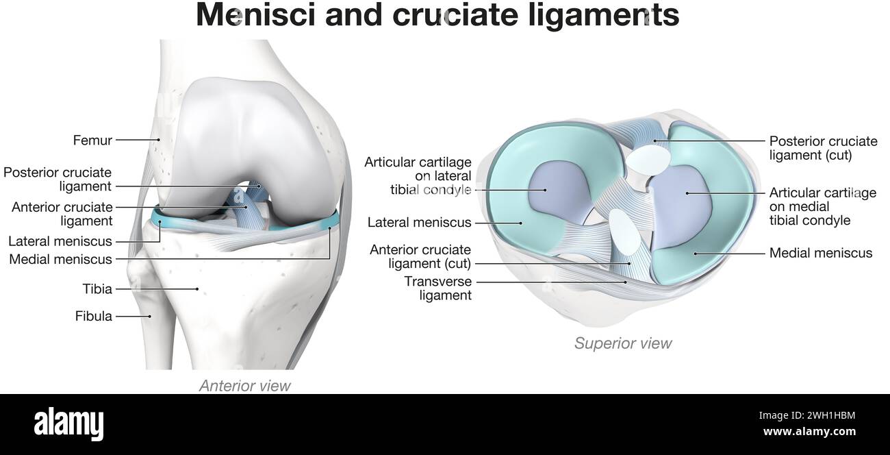 Illustration showing menisci and cruciate ligaments. Labeled 3D ...