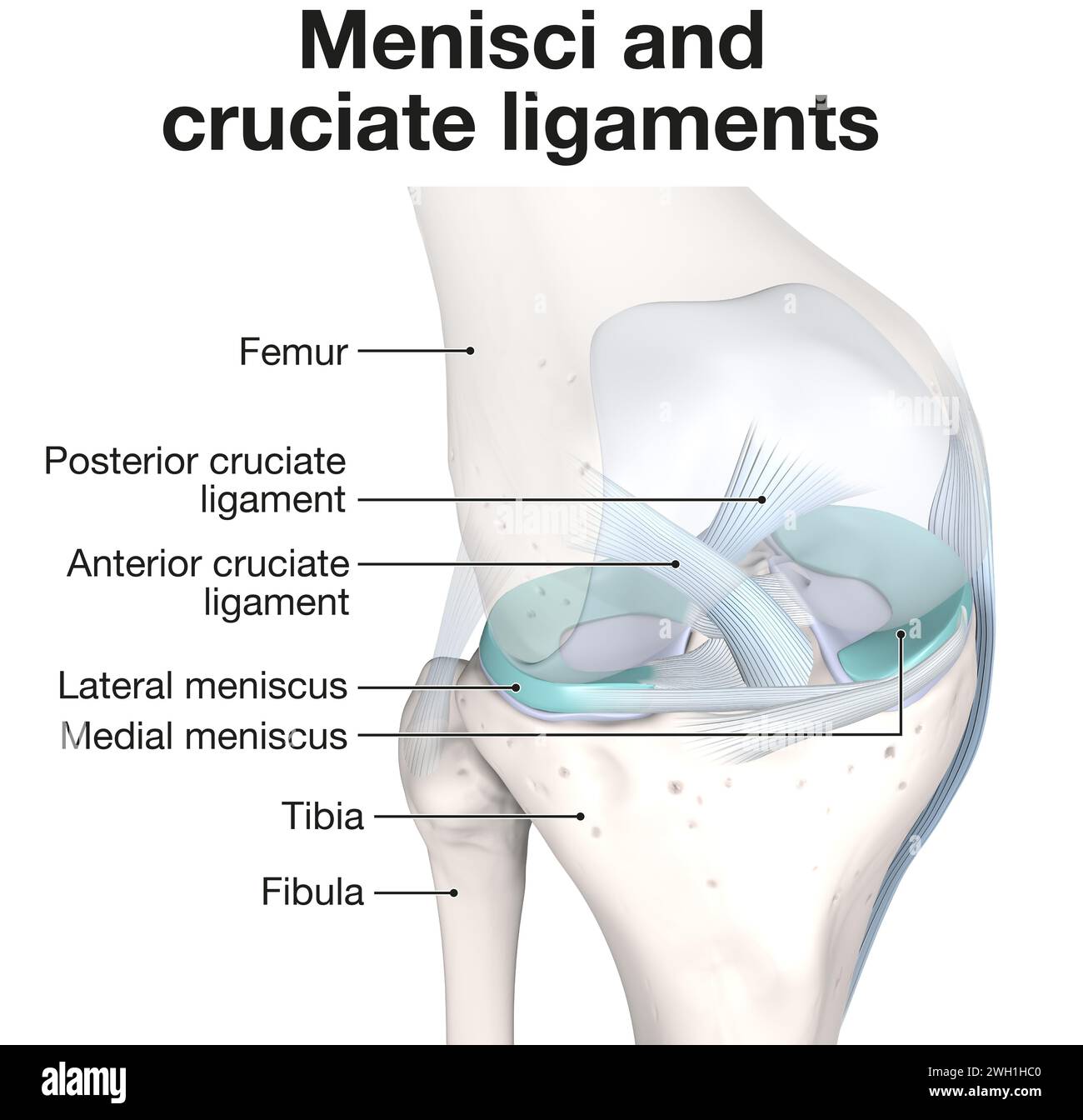Illustration showing menisci and cruciate ligaments. Labeled 3D ...