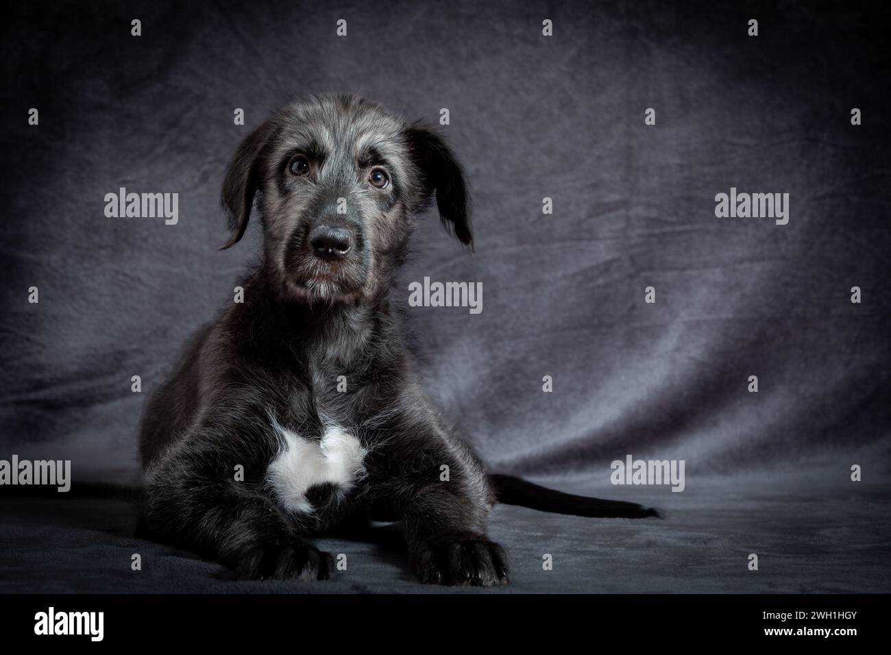 Cute female puppy of purebred Irish Wolfhound. Irish breed of large ...