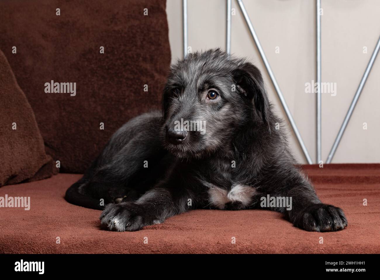 Cute female puppy of purebred Irish Wolfhound. Irish breed of large ...