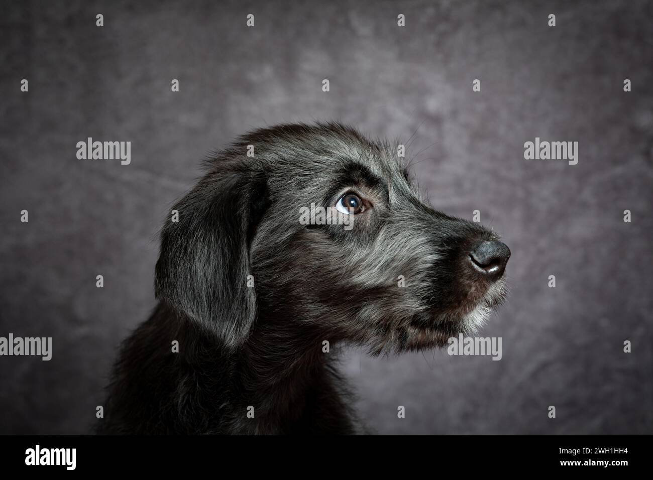 Cute female puppy of purebred Irish Wolfhound. Irish breed of large ...