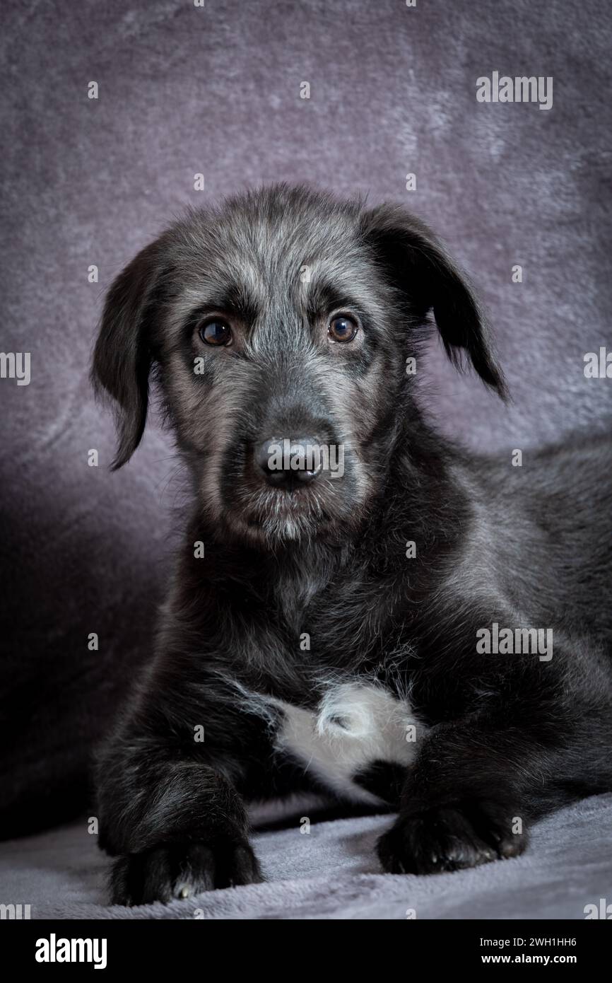 Cute female puppy of purebred Irish Wolfhound. Irish breed of large ...