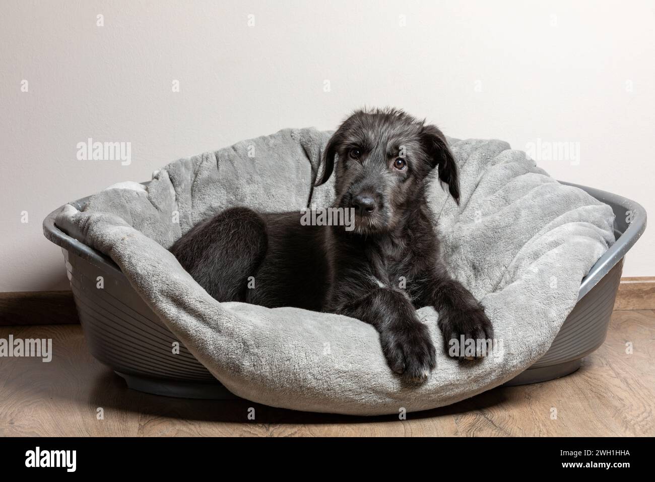 Cute female puppy of purebred Irish Wolfhound. Irish breed of large ...