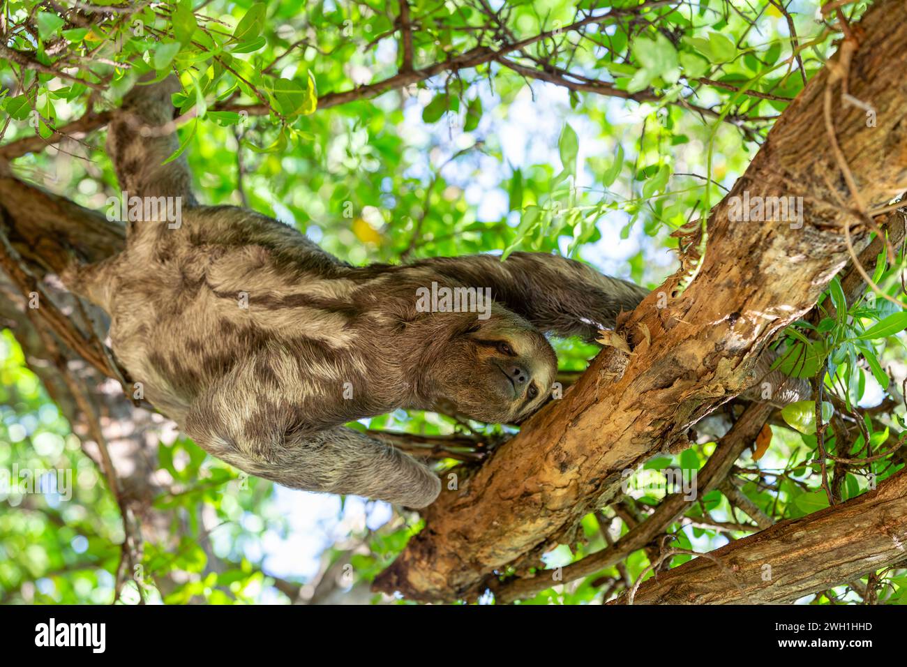 Three-toed or three-fingered sloths (Bradypus variegatus), arboreal ...