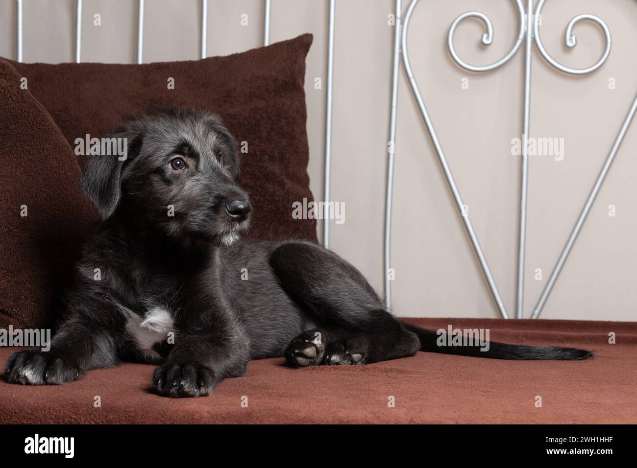 Cute female puppy of purebred Irish Wolfhound. Irish breed of large ...