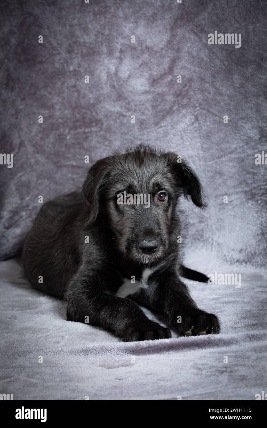 Cute female puppy of purebred Irish Wolfhound. Irish breed of large ...