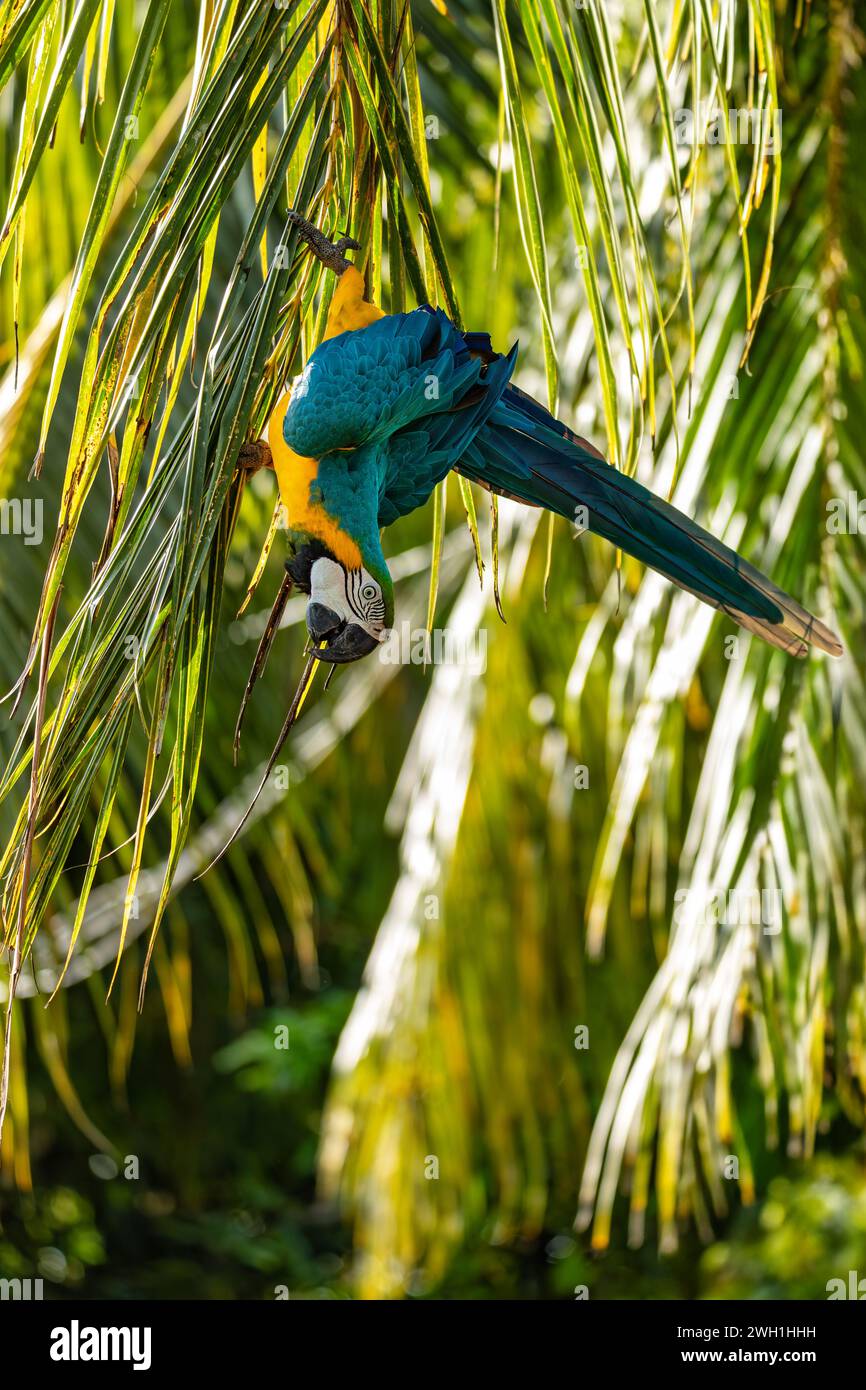 Blue-and-yellow macaw (Ara ararauna), also known as the blue-and-gold macaw, is a large ...