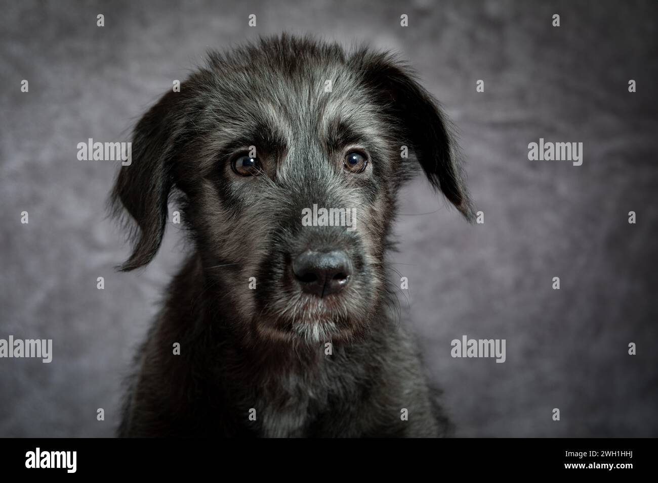 Cute female puppy of purebred Irish Wolfhound. Irish breed of large ...