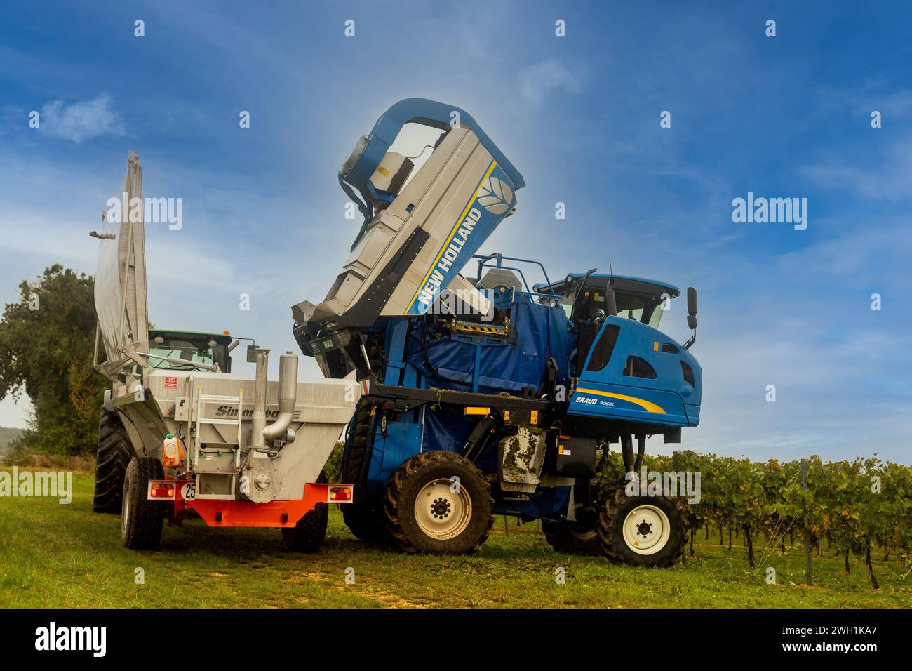 Viticulture de vigne hi-res stock photography and images - Alamy