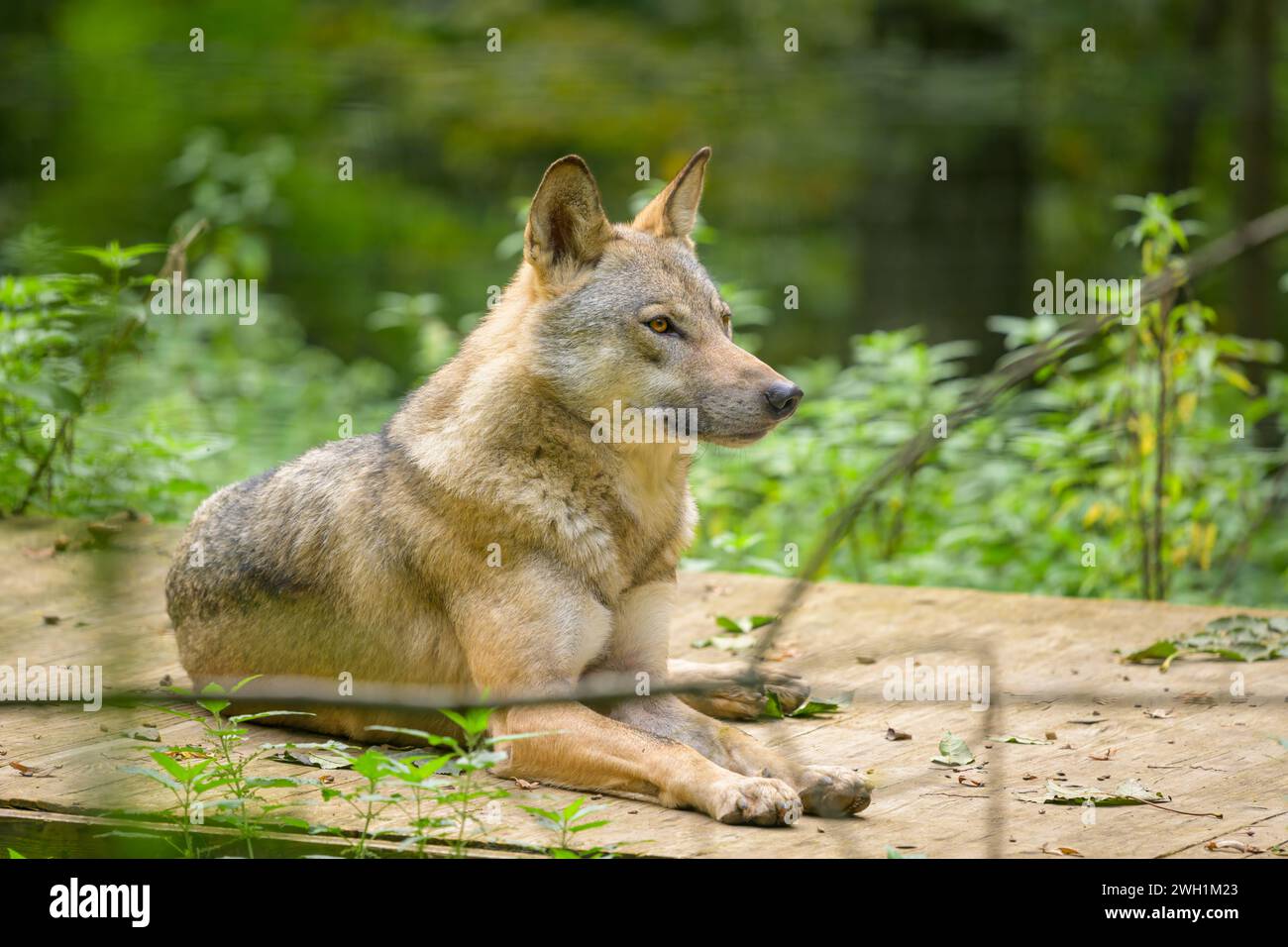 Portrait of a wolf lying on the ground in park, autumn in Austria Stock ...