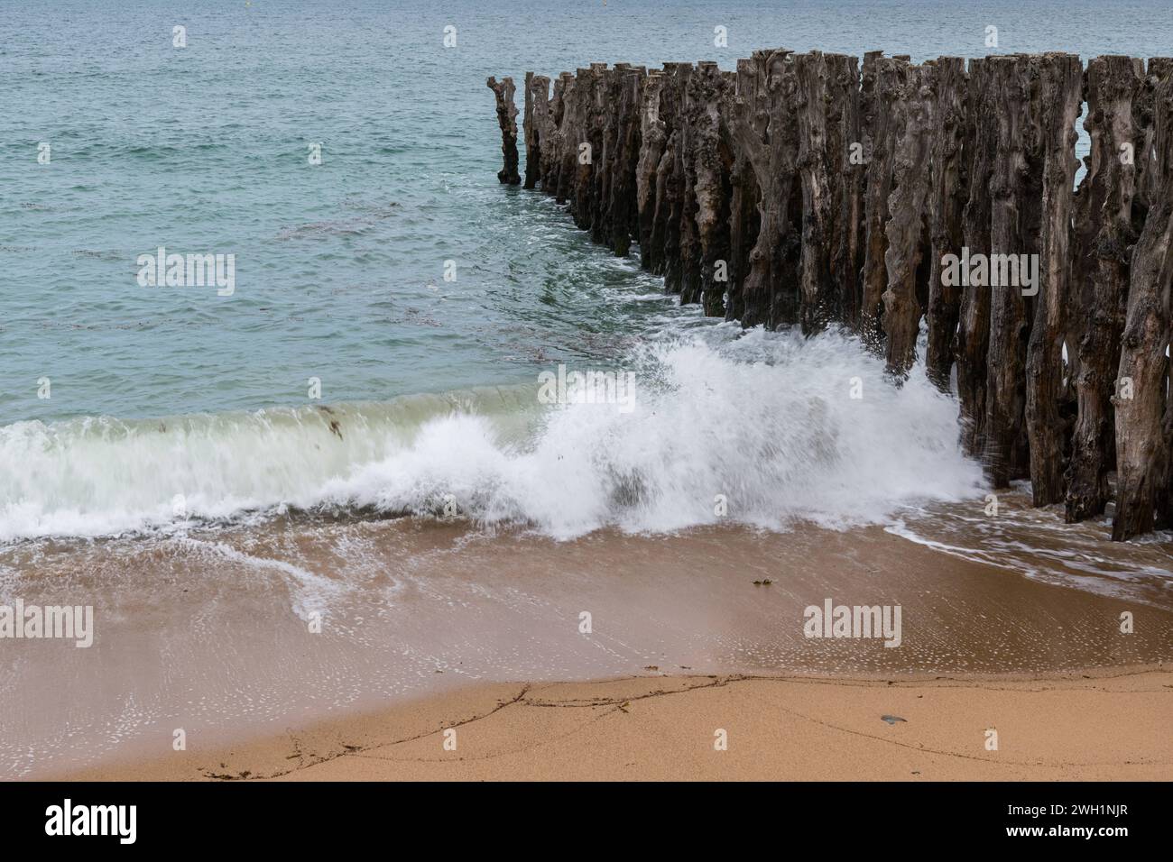 Tree trunks on the beach of Saint-Malo Brittany, France at high tide on ...