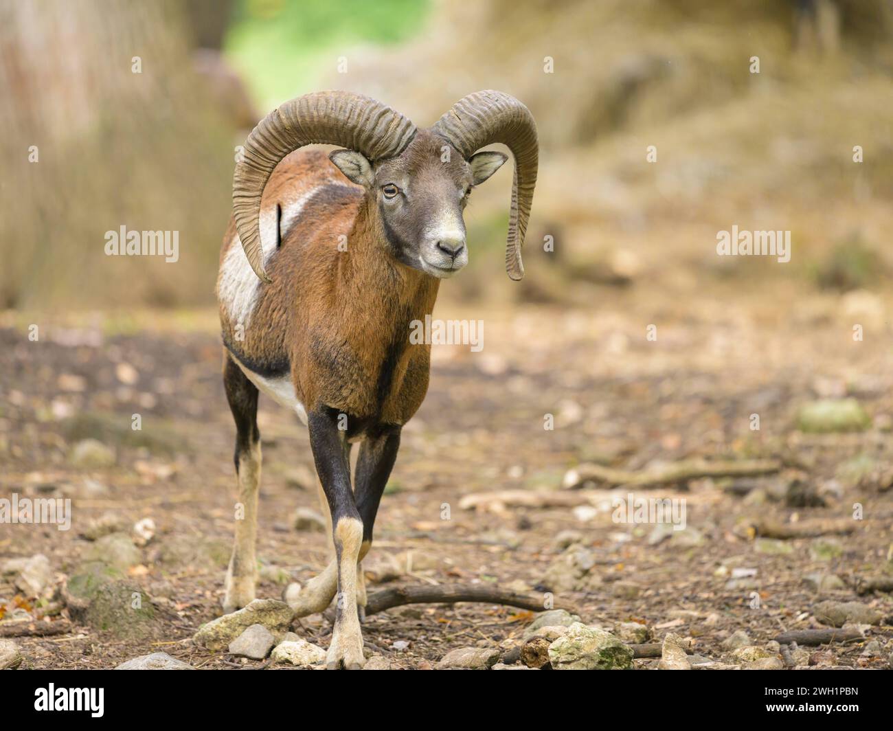 Ernstbrunn wildlife park hi-res stock photography and images - Alamy