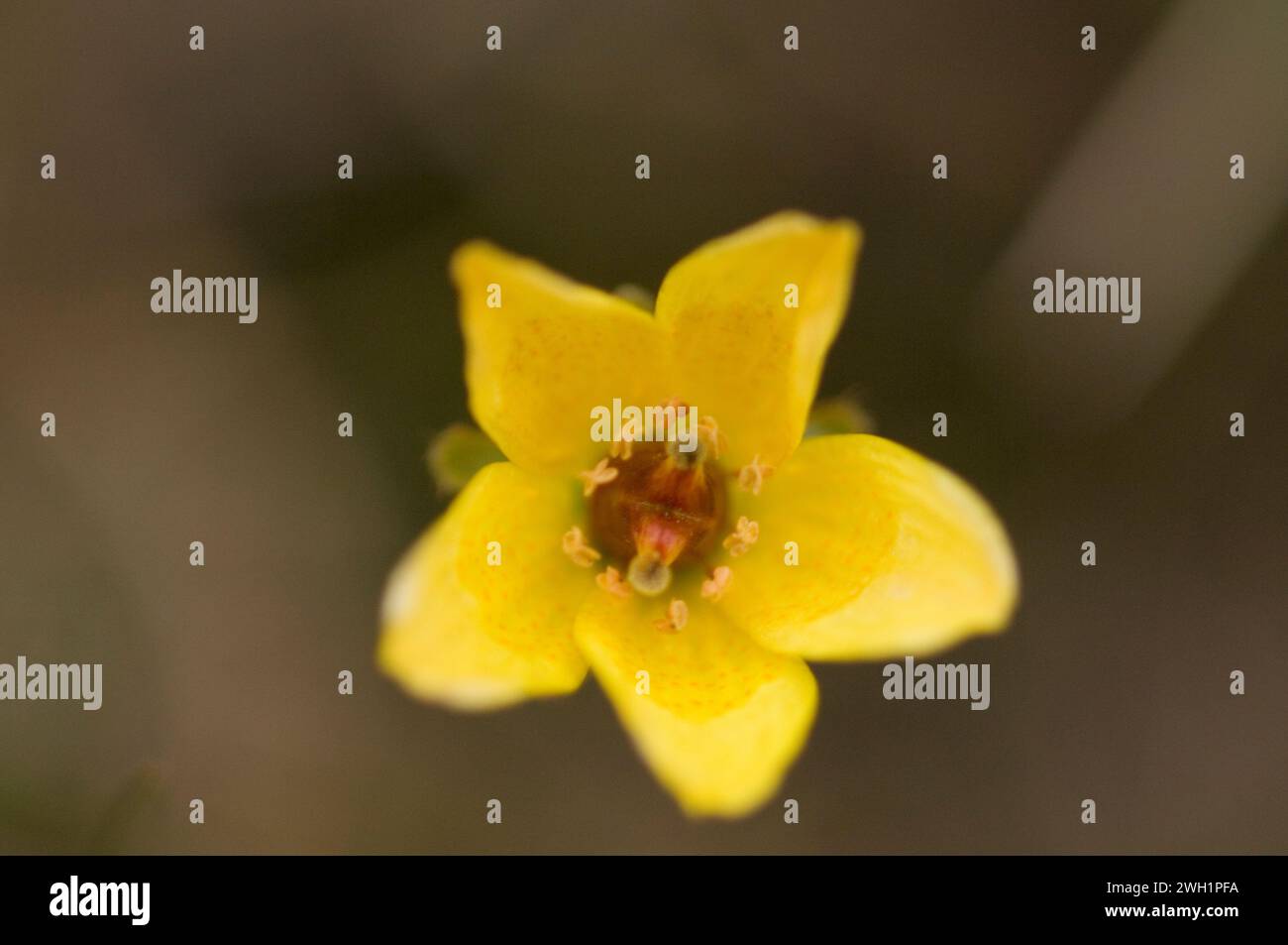 wild flowers flowering in the arctic tundra Arctic National Wildlife ...