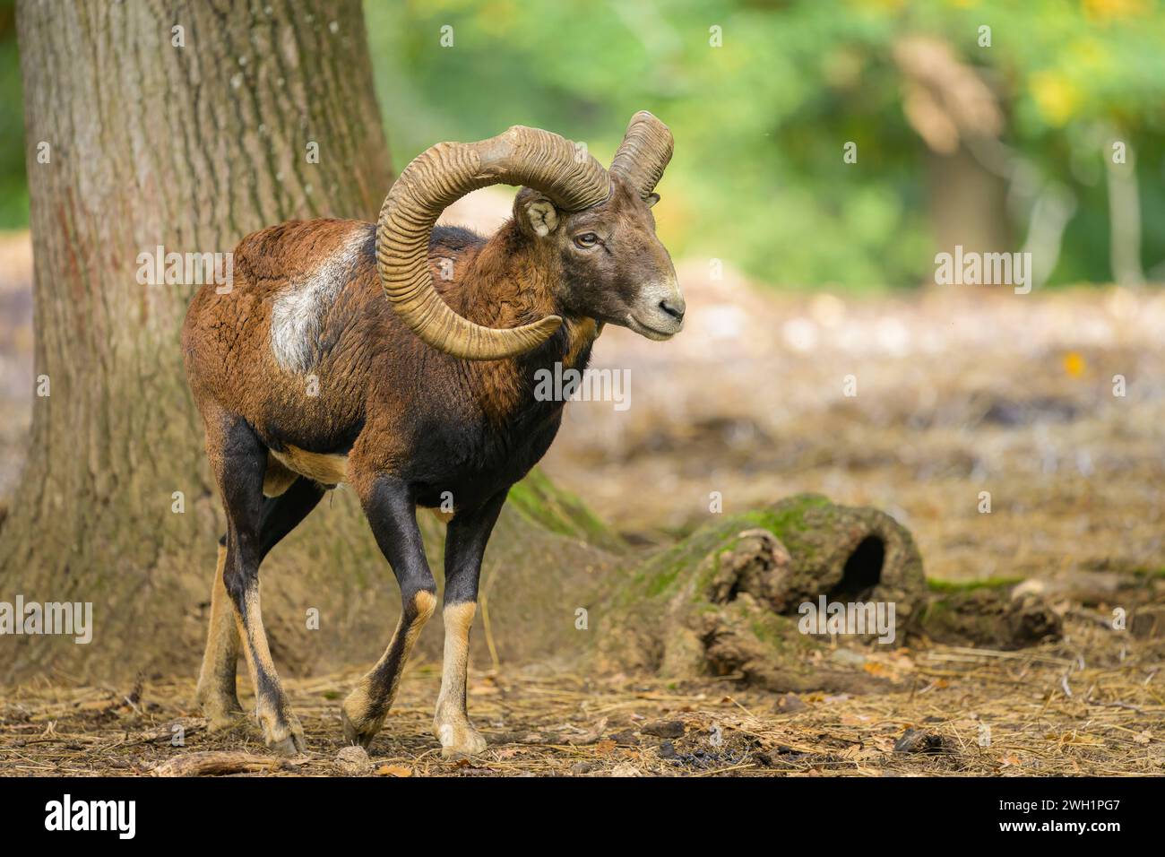 Ernstbrunn wildlife park hi-res stock photography and images - Alamy